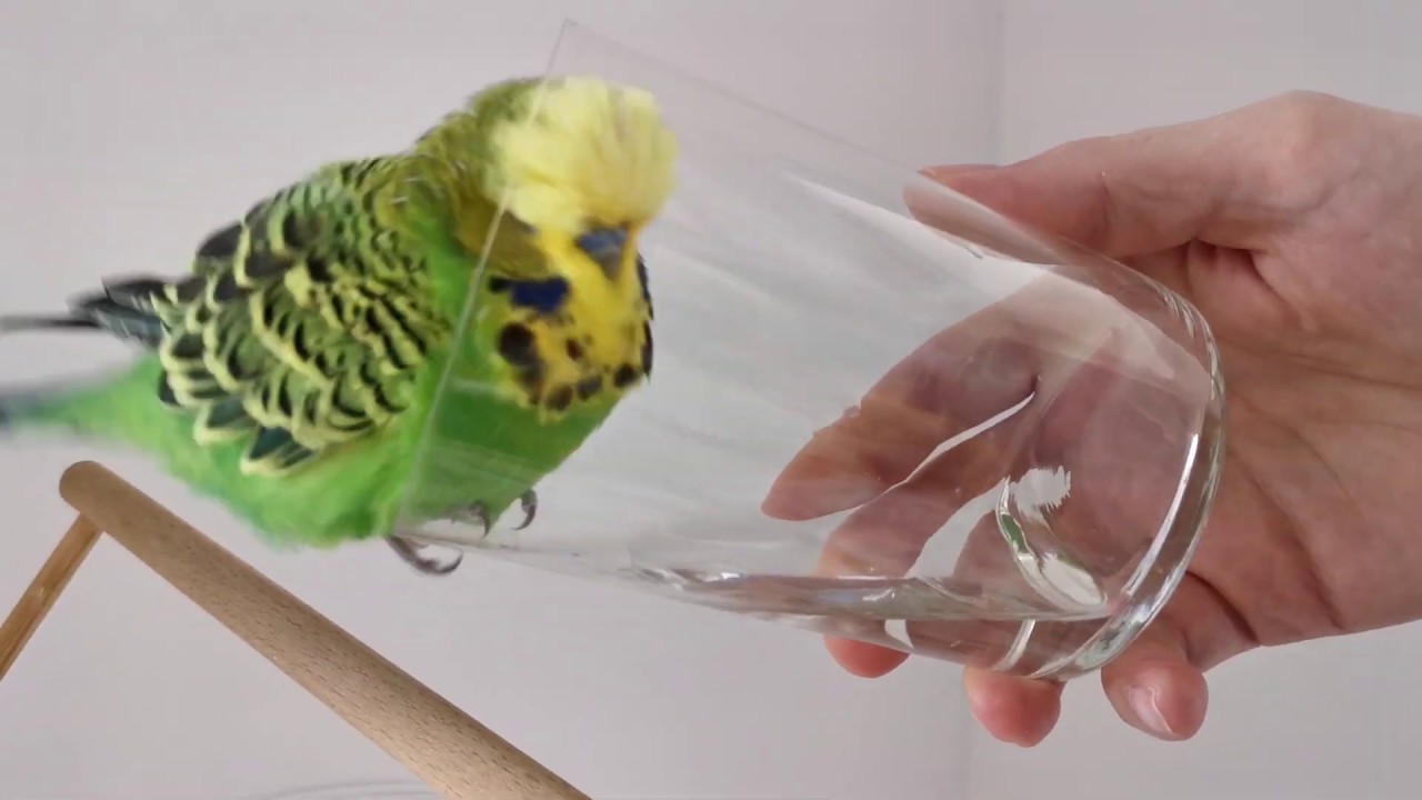 A Parrot takes a Bath in a Glass of Water - YouTube