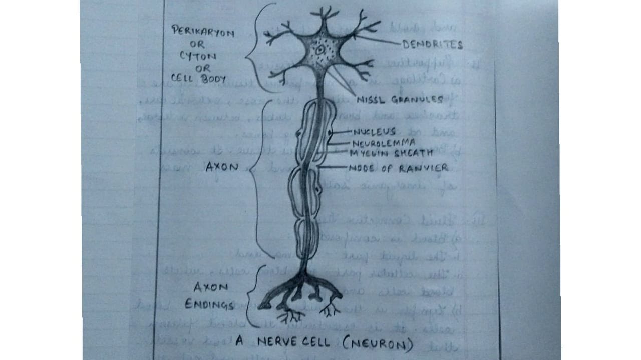 How to draw Neuron (Nerve Cell) | Easy | Nervous System | Ankita Mishra ...