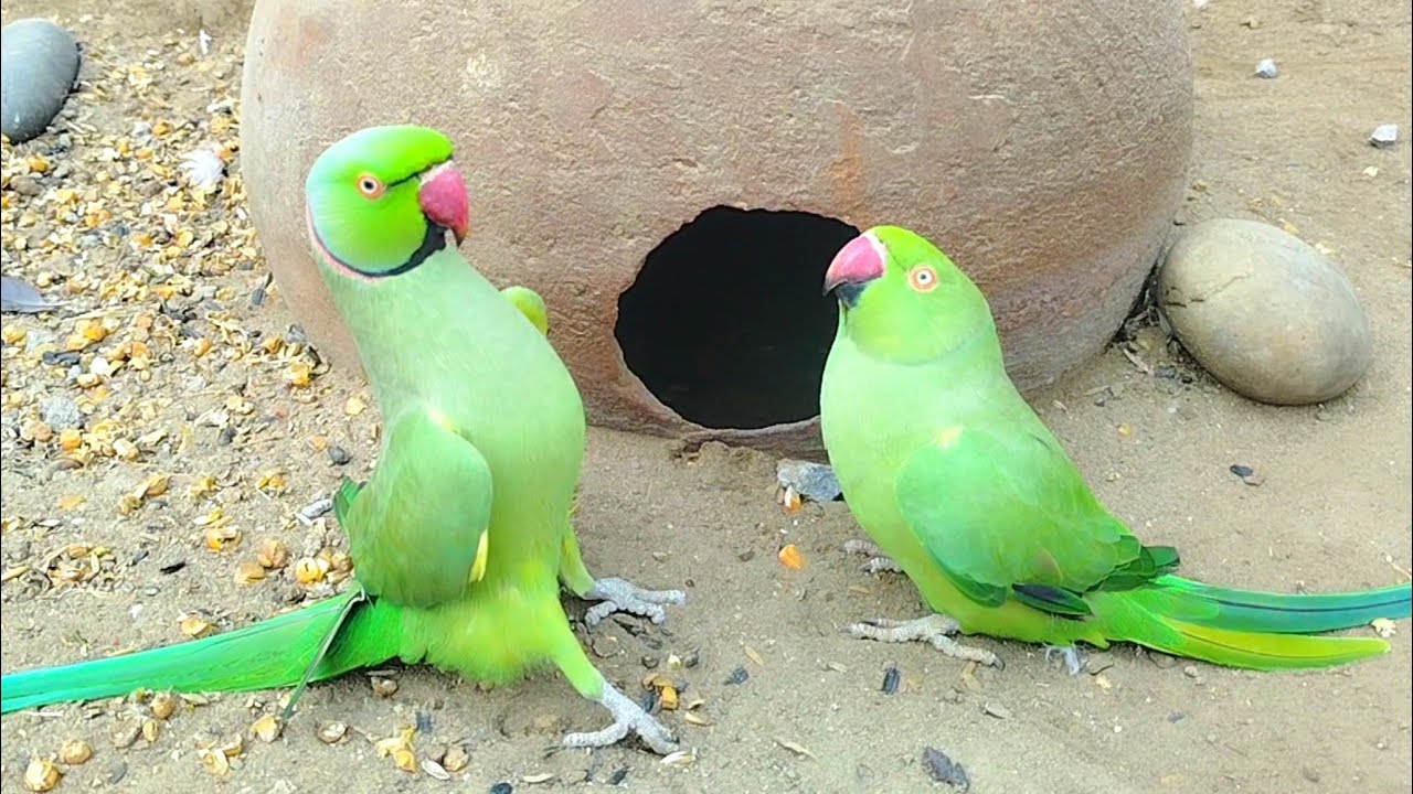 Parrot Show Jora Compilation Looking - YouTube