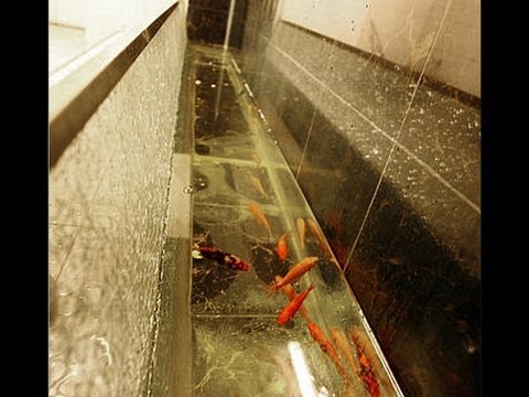 Live fish in a URINAL - China - (Pissoir mit Fischen in China) - YouTube