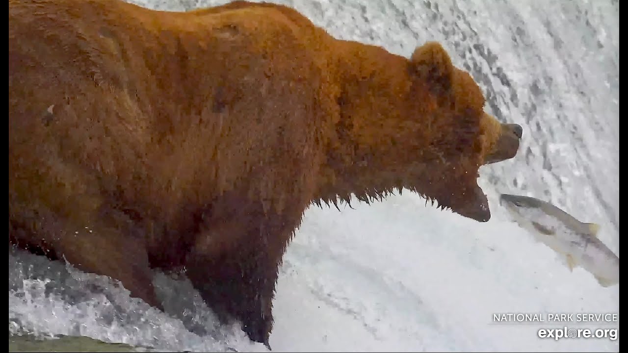 10 Jul 2024: Closeup of 151 Walker on the lip (explore.org) - YouTube