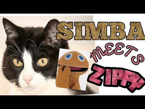 CUTE CAT VIDEO 2020! Cats toy! Simba and Zippy funny cat video! - YouTube
