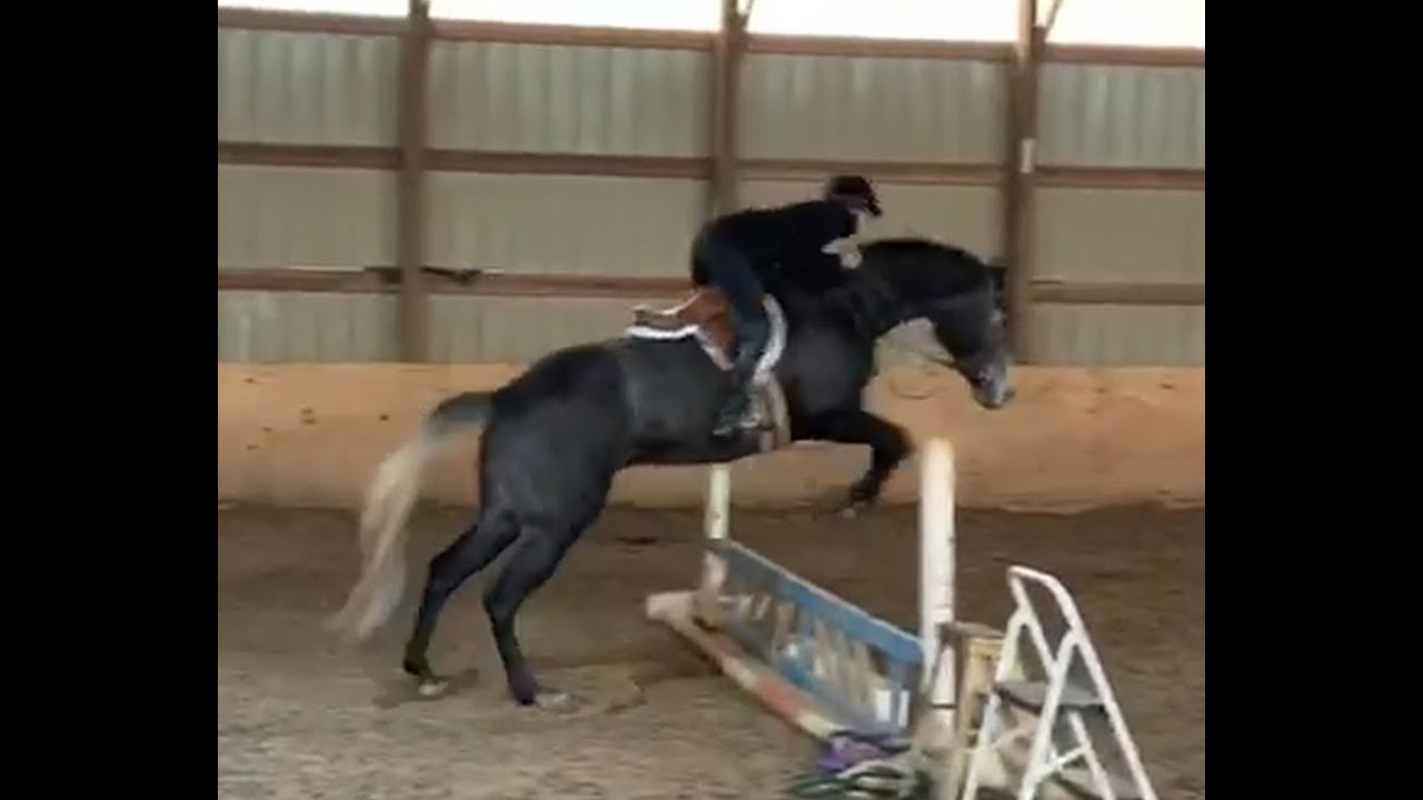 DGS Iron Proof - 2016 AQHA/APHA-SPB Gelding - Green Working Hunter ...