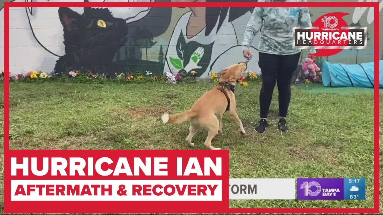 Tampa animal rescue saves dozens of dogs after Hurricane Ian - YouTube