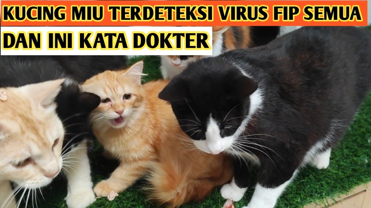 KUCING MIU TERDETEKSI VIRUS FIP SEMUA DAN INI KATA DOKTER @miumeow ...