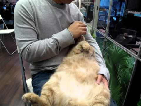Show you how a cat loves Reiki Healing - YouTube