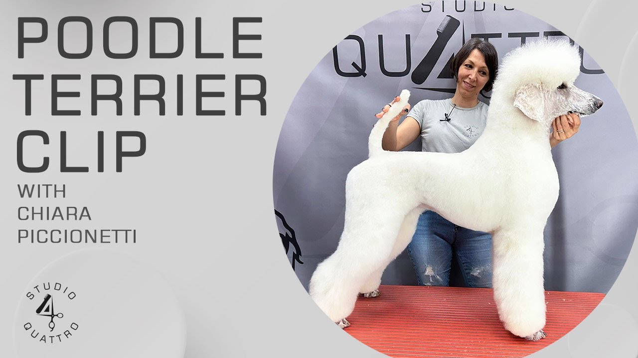 POODLE TERRIER CLIP (TRAILER) - YouTube