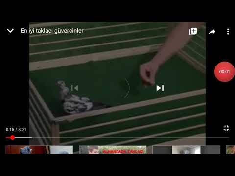 En iyi takla atan güvercinleri