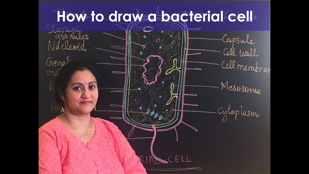 How to draw Bacterial cell | CBSE biology | Grades 9 & 11 - YouTube