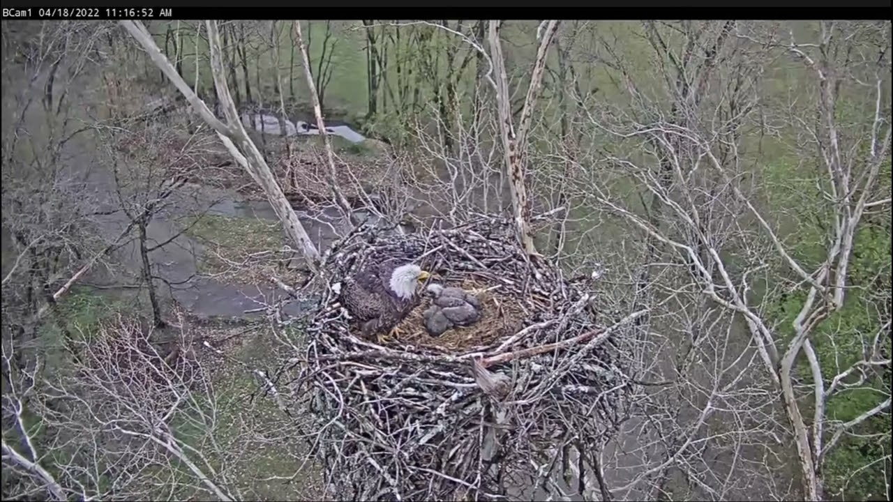 Male Attempts to Bring Stick to Nest 4/18/22 - YouTube
