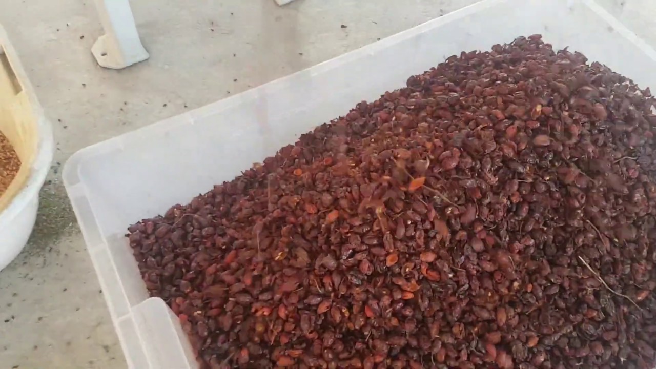 Rose hip (Rosa pseudofructus) processing and separation - YouTube