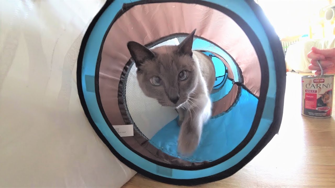 Tutorial: How to Train a Cat to do Agility (+ DIY Agility Course & my 2 ...