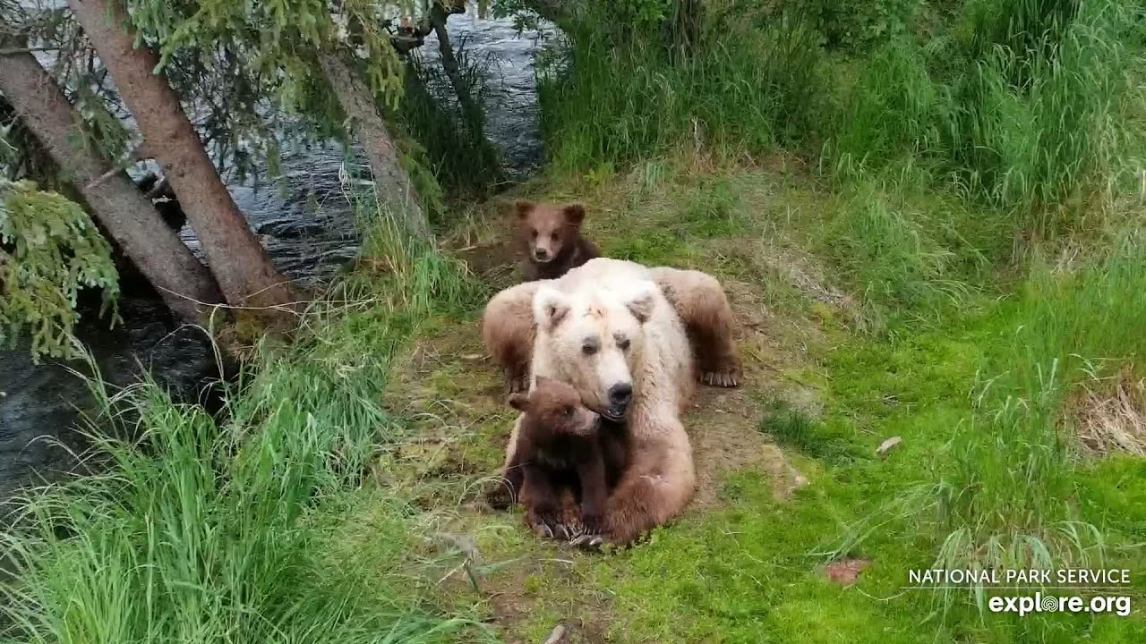 128 and her two coy rest and play in the riffles. July 10, 2024 ...