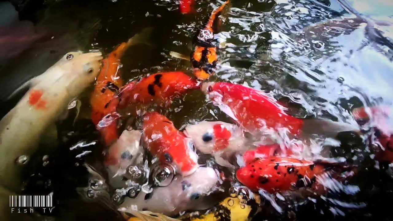 relax koi pond 1 hour at skala coffee - YouTube