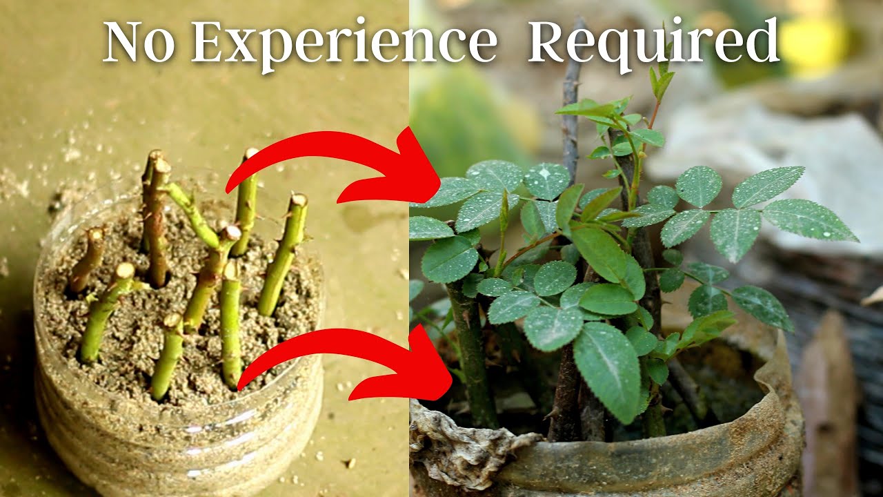 Growing Roses from Cutting | How to grow rose plant from cutting using ...
