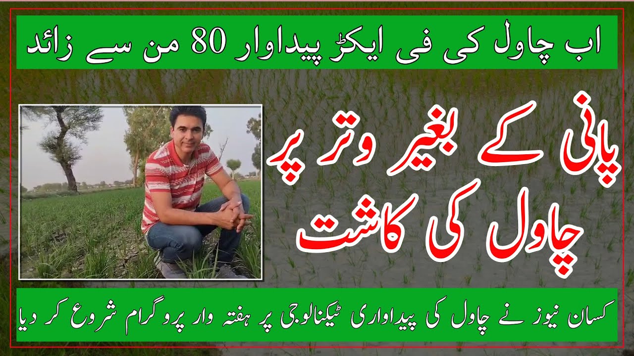 Rice production technology| How to get higher rice yield| Paddy ...