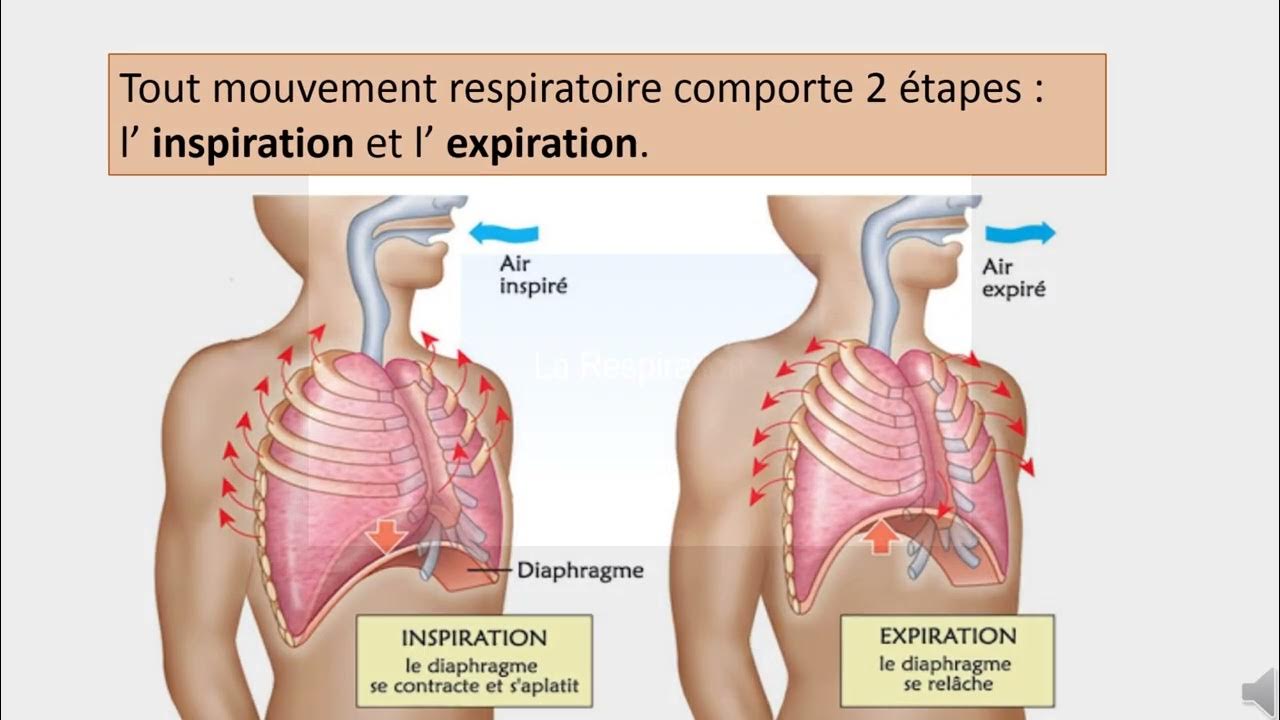 Les mouvements respiratoires .(Classe de Eb5) - YouTube