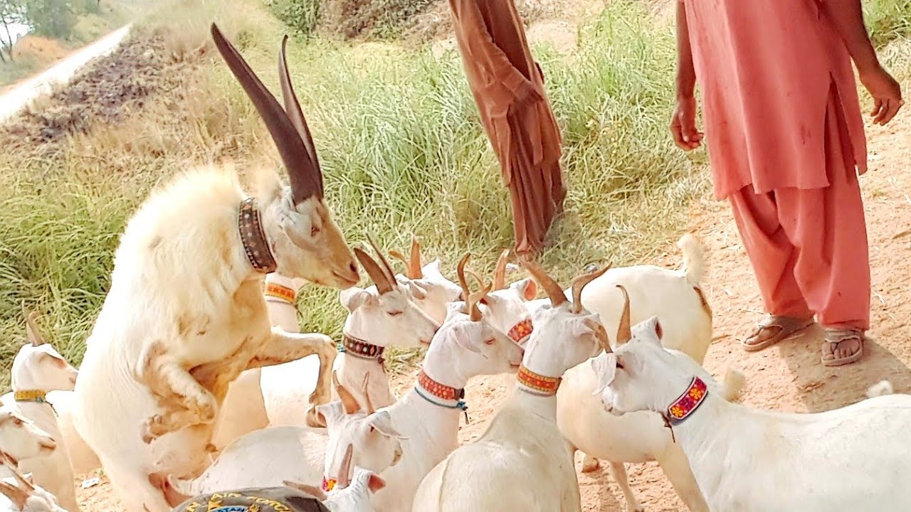 Powerful White Tapri Goat | Documentary - YouTube