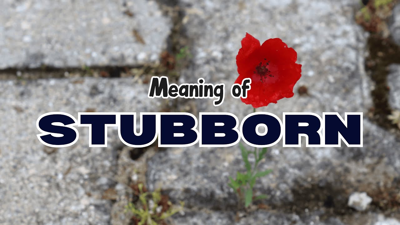What is the meaning of Stubborn? - YouTube
