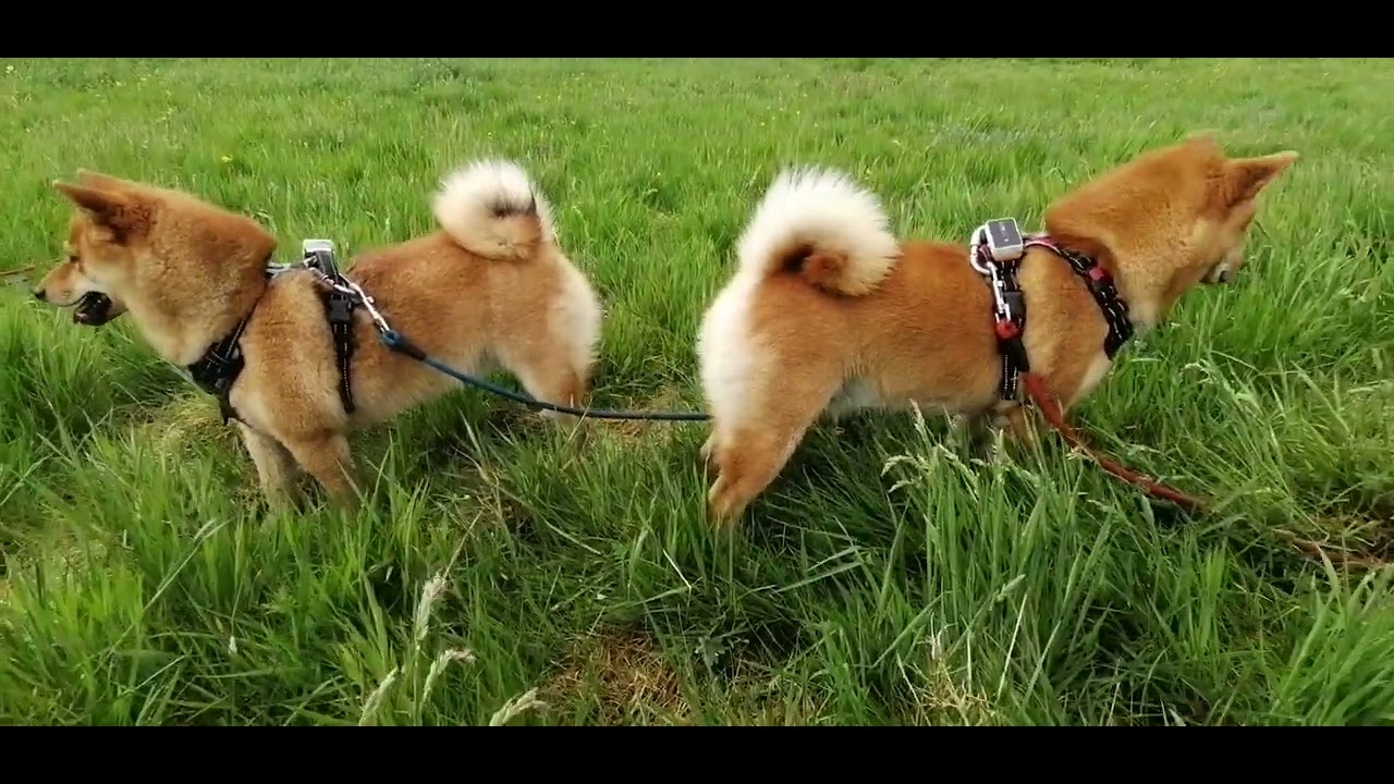Shiba Inu playing fun. - YouTube