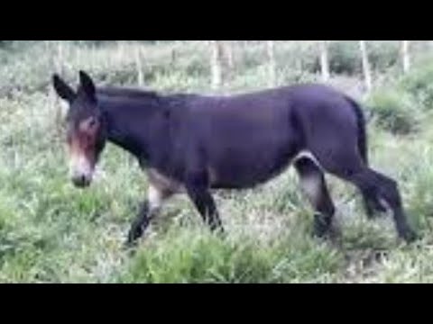 Mula correndo - YouTube