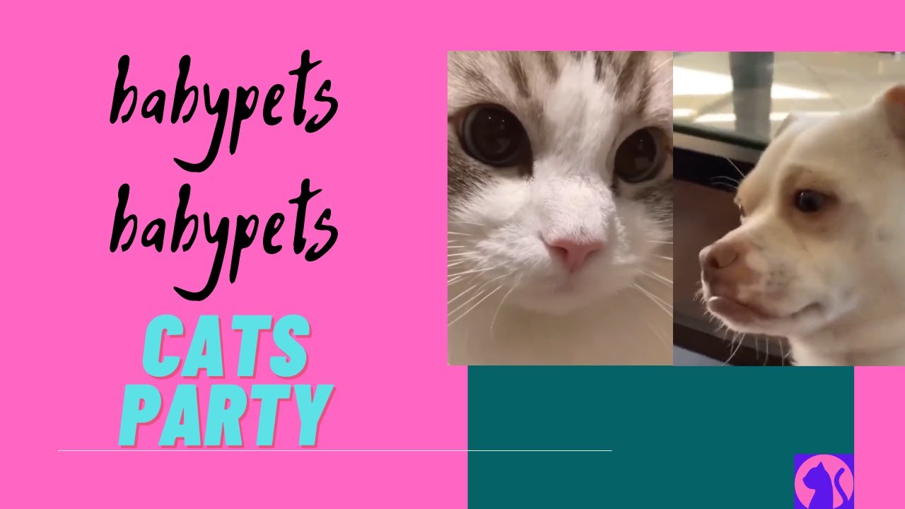 BEST FUNNY ANIMALS MEMES SEPTEMBER 2021 PART 1 (CATS PARTY) - YouTube