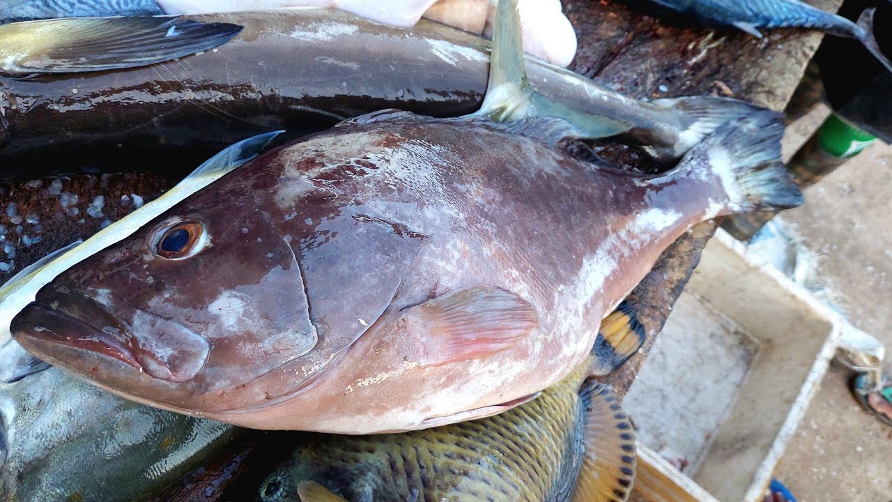 SPEED CUTTING WAVWLINED GROUPER FISH SLICES | #fish_cutting - YouTube