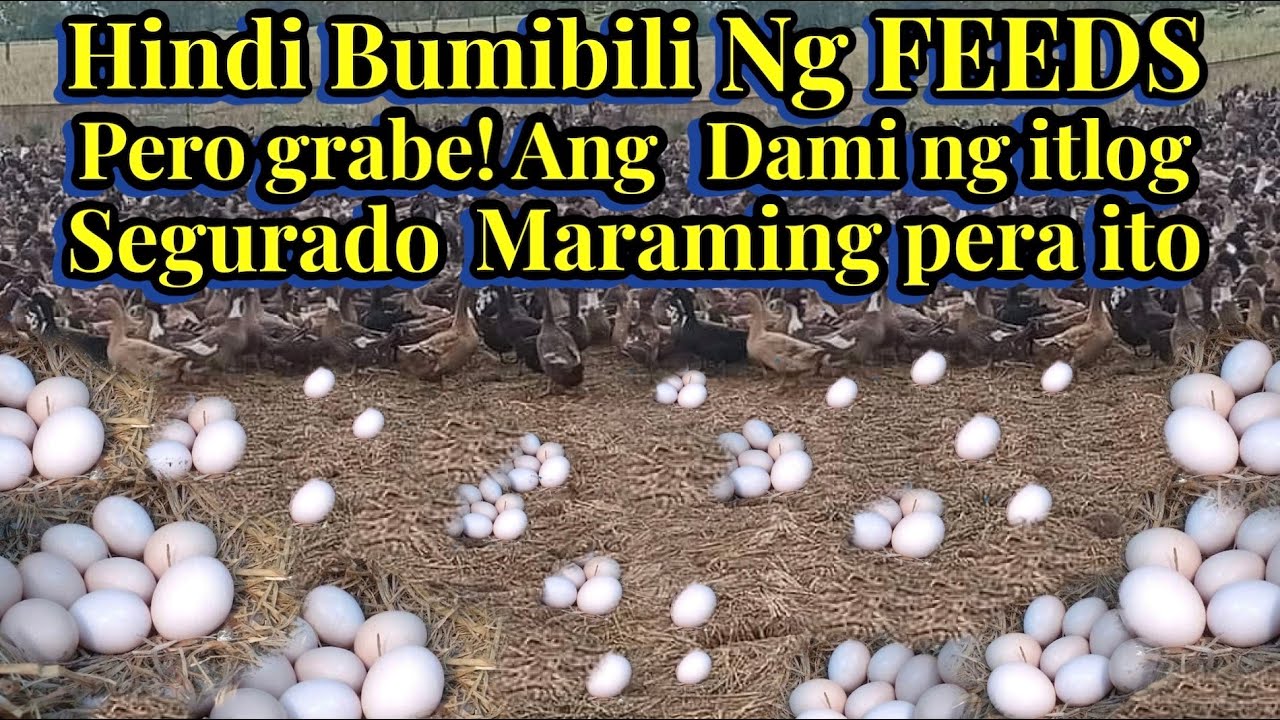 HINDI BUMIBILI NG FEEDS PERO GRABE! ANG DAMING ITLOG SEGURADONG ...