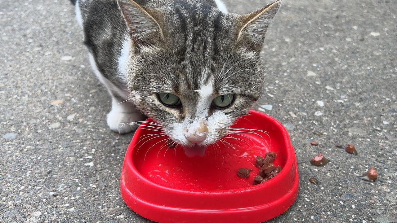 Big gorgeous sad cat - YouTube