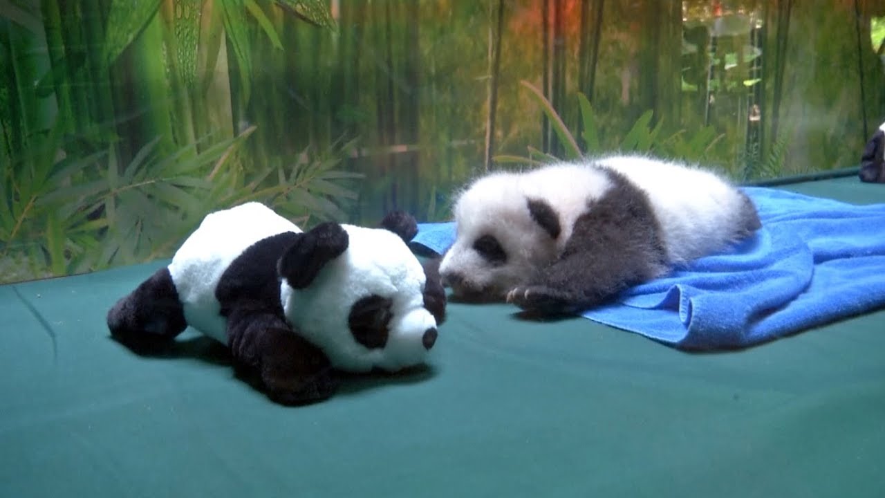 Giant panda cubs start learning how to crawl - YouTube