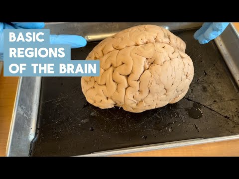 Basic Regions of the Brain - YouTube
