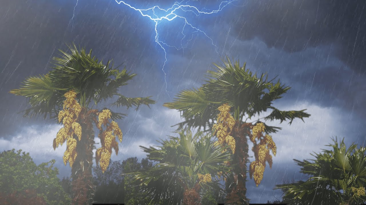 Sounds of heavy rain and thunder sounds in the rainforest for sleep ...
