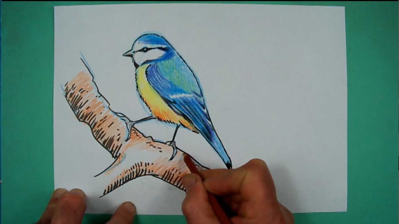 Wie zeichnet man eine Blaumeise? Zeichnen NICHT NUR für Kinder. - YouTube