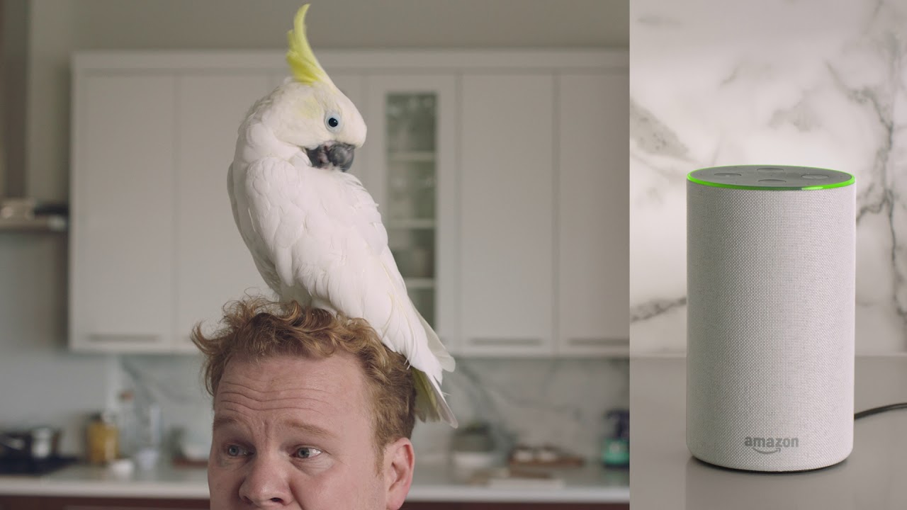 Mr.Feathers - YouTube