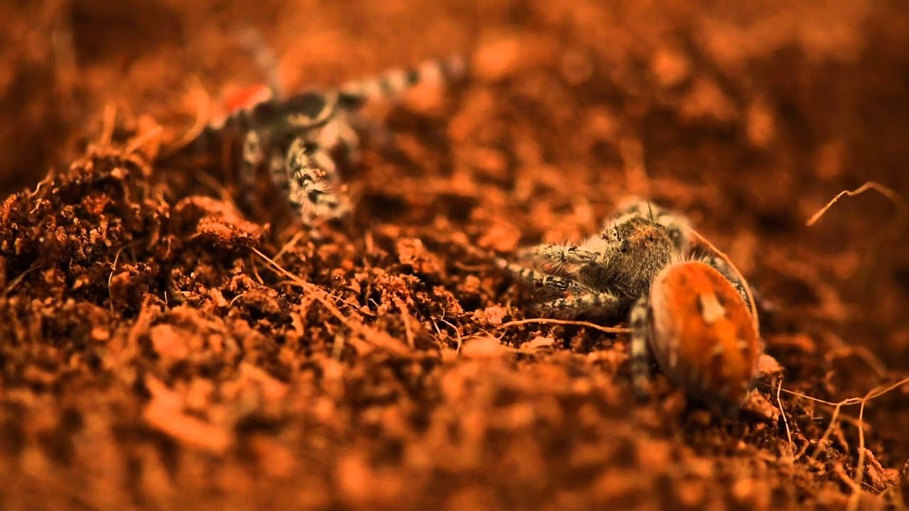 Jumping Spider Mating Ritual - YouTube