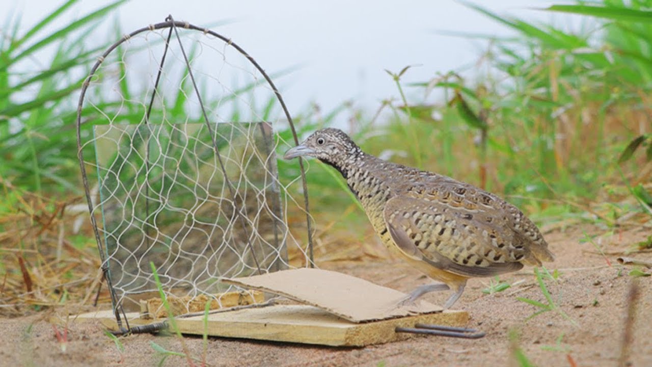 DIY Trap Creativity Making Bird Trap And Glass - YouTube