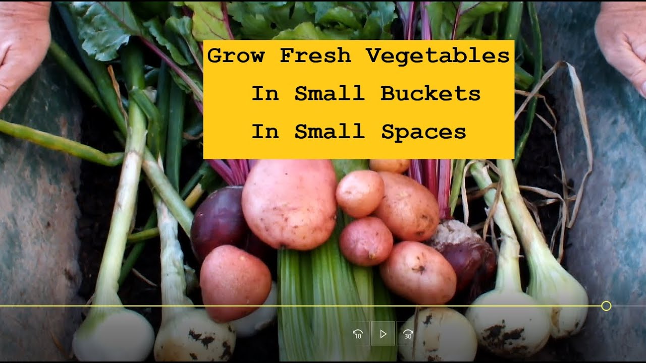 Grow fresh vegetables in small buckets in small spaces. - YouTube