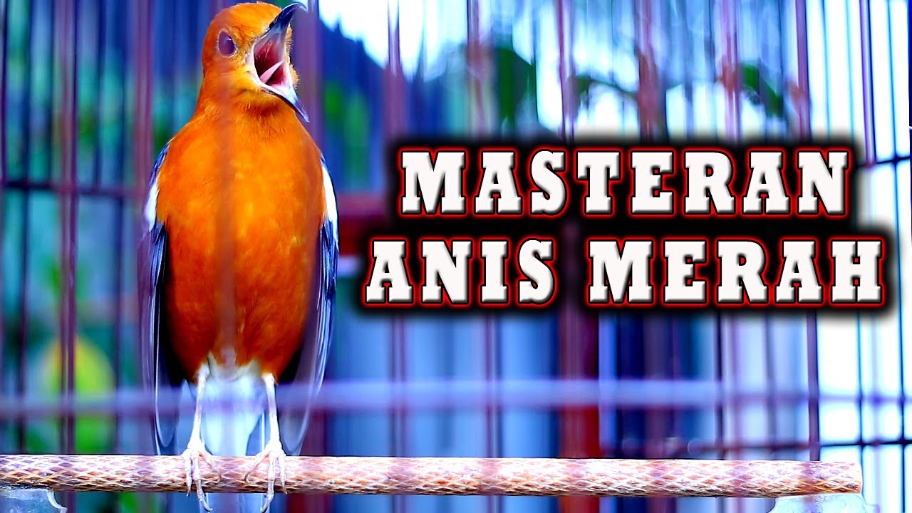 ANIS MERAH GACOR MATERI MEWAH AMPUH UNTUK MASTERAN DAN PANCINGAN ANIS ...