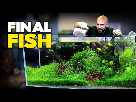 Adding FINAL FISH To Asian Fish Aquarium | MD Fish Tanks - YouTube