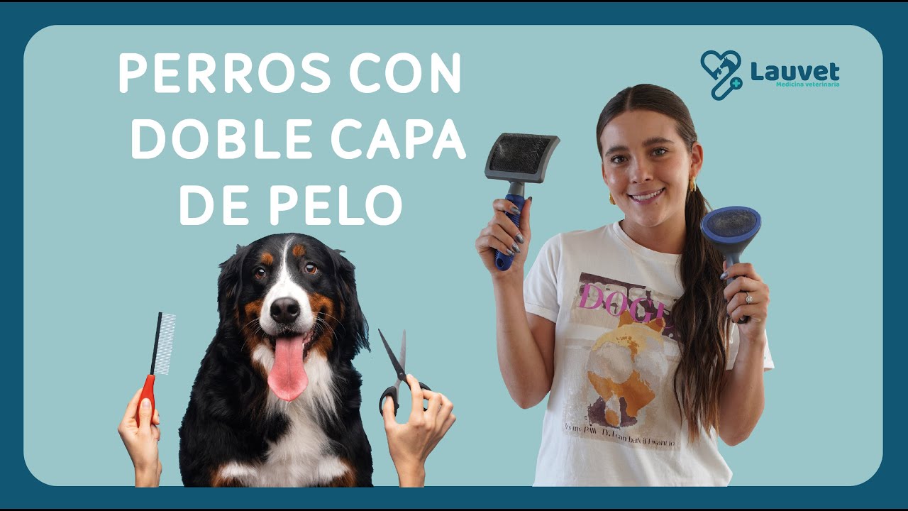 PERROS CON DOBLE CAPA DE PELO | ¿Cuáles son sus cuidados y secretos ...