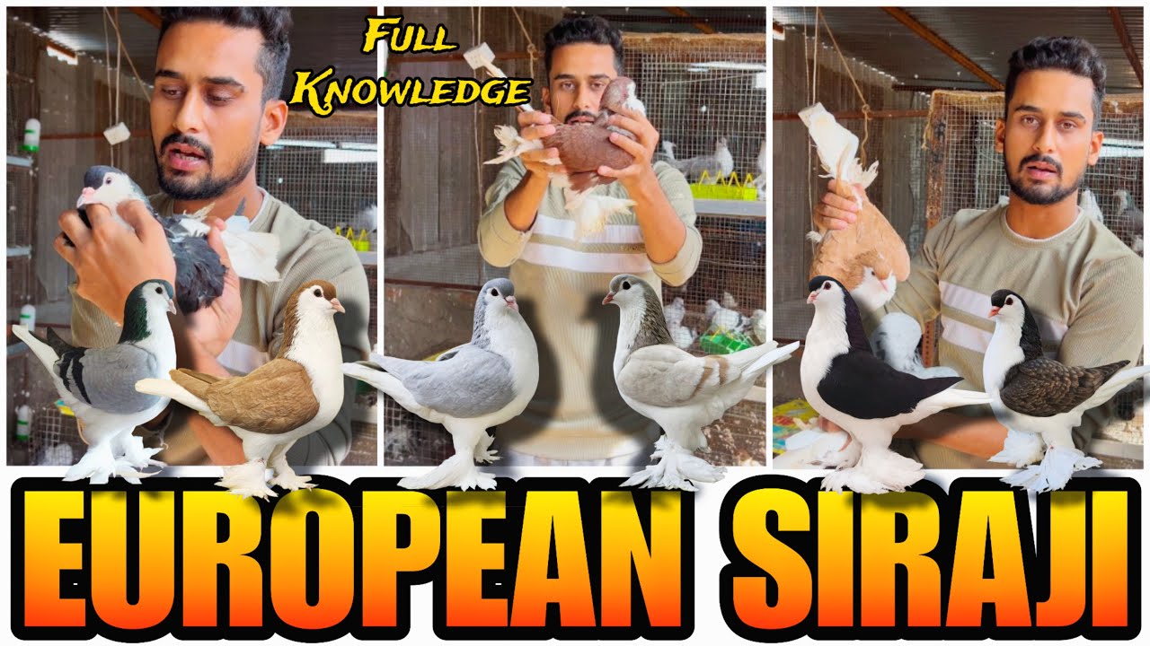 Knowledge & Facts About European and Lahori Siraji | Knowledge About ...