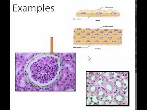 Simple squamous epithelium and cuboidal epithelium - YouTube