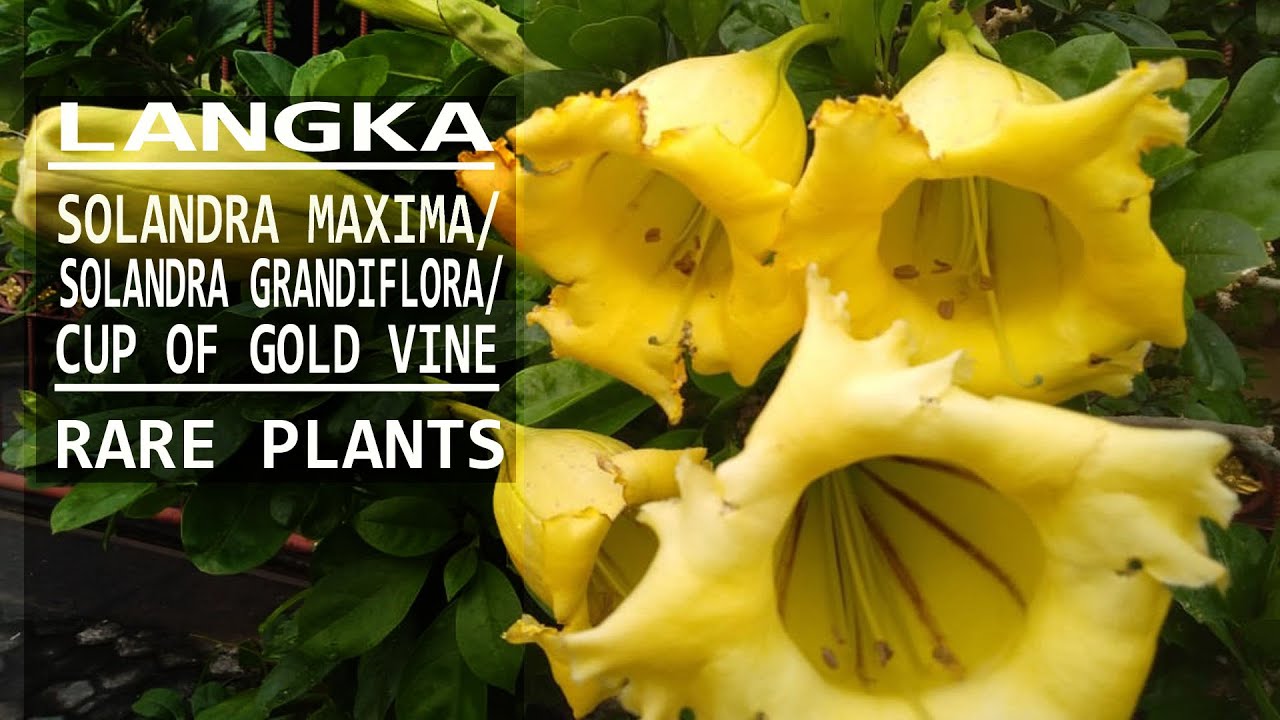 TANAMAN LANGKA ~,,CUP OF GOLD VINE / SOLANDRA MAXIMA / SOLANDRA ...
