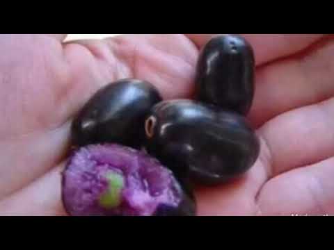 Lifestyle before internet | memories of 90's kids | life before internet |