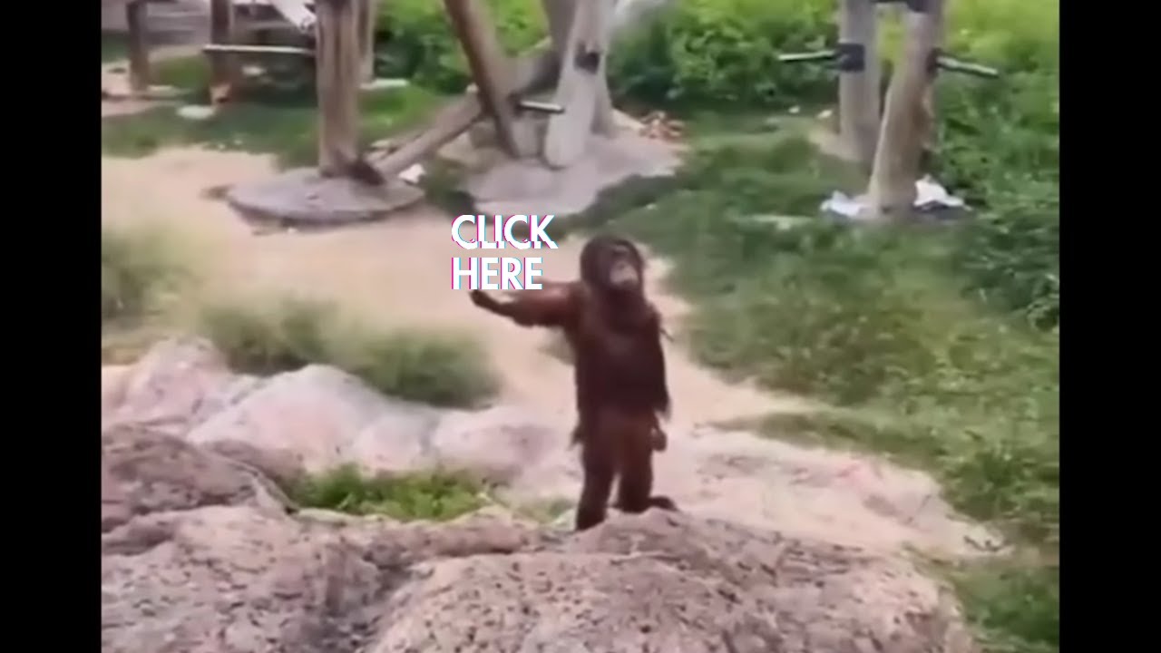 Funny Meme Videos of the Week - YouTube