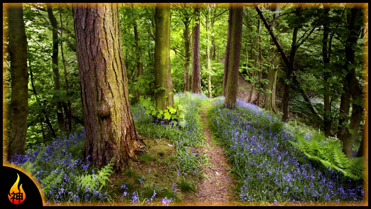 Relaxing Acoustic Music | Forest Trail | Piano & Guitar Music - YouTube