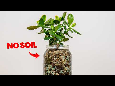 Changing THIS Will Make Your Jade Plant THRIVE