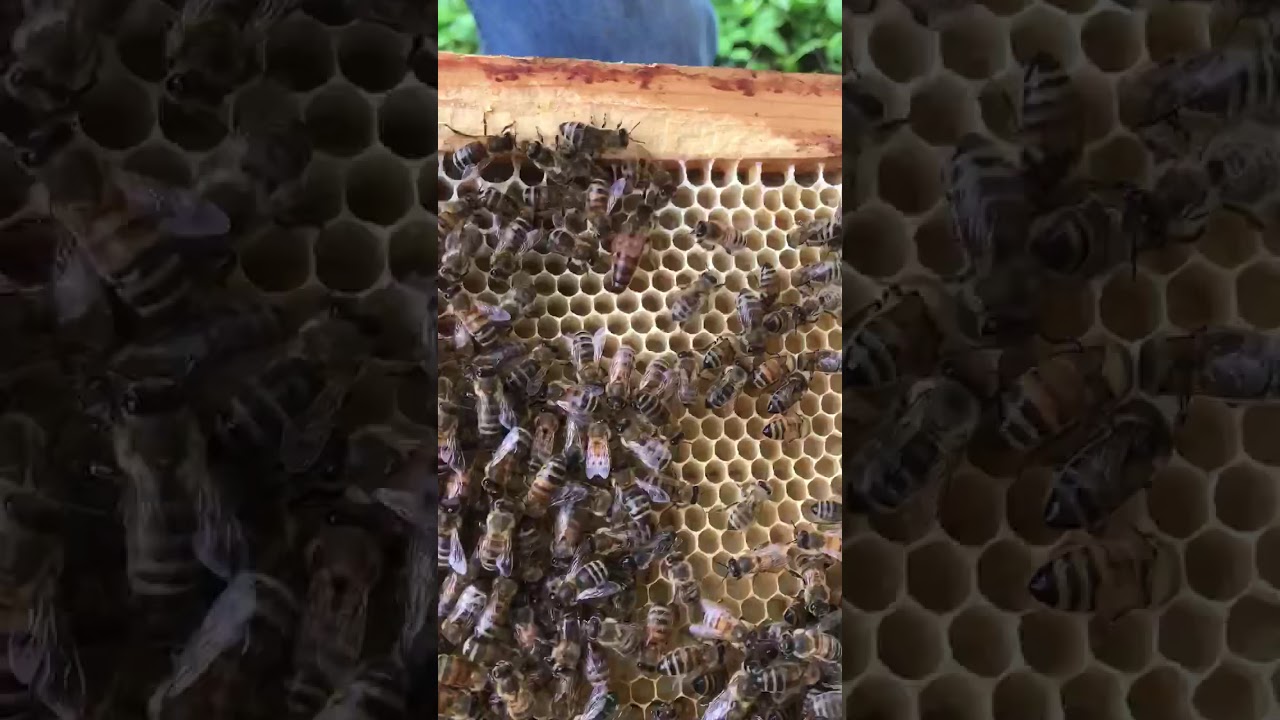 8 brood frame honey bee queen - YouTube