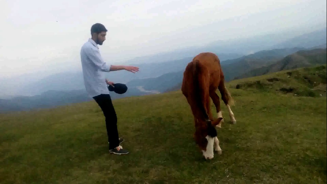 Wild Horses at Toli Peer | Tolipeer Top (Kashmir) - YouTube