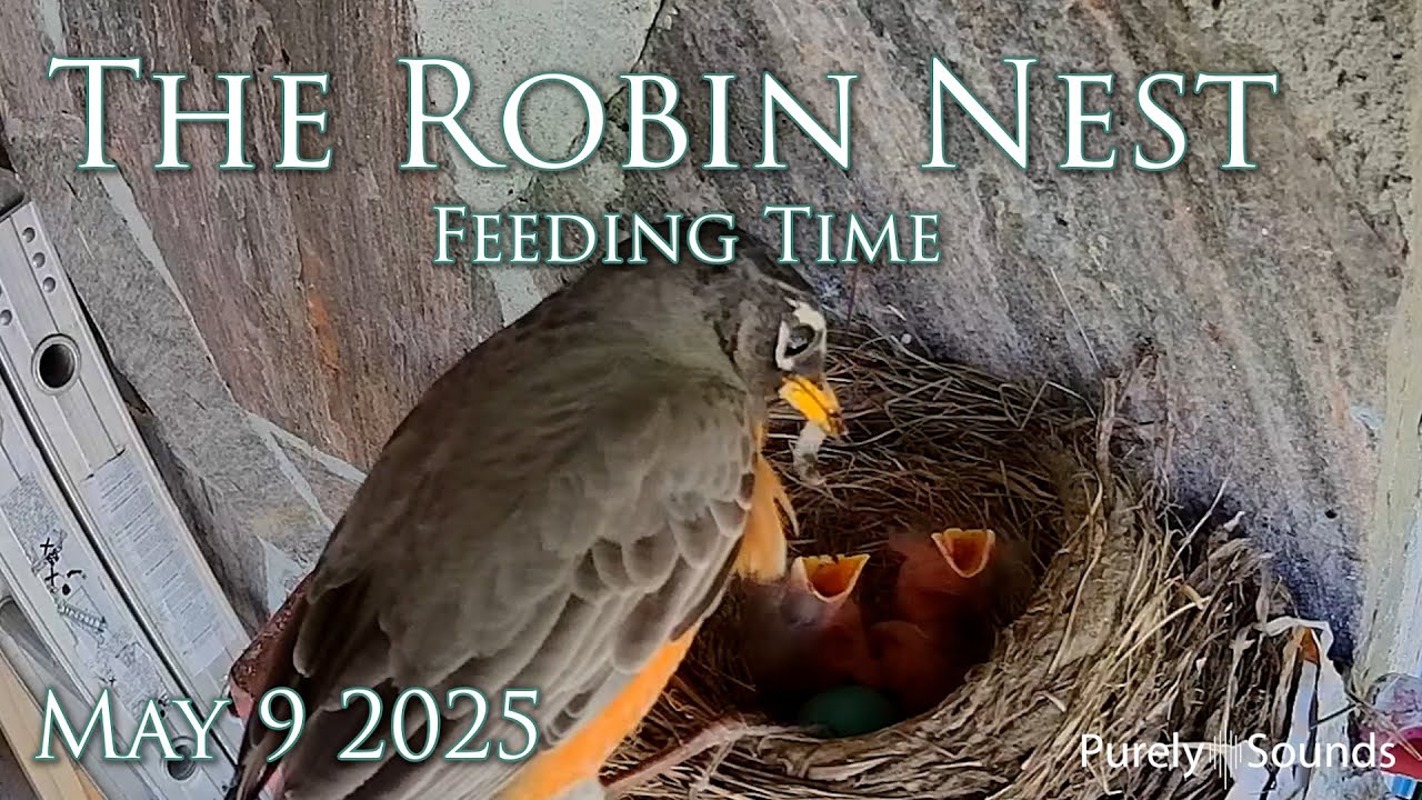 Watch the Robin Family Live – Feeding Time (May 9, 2025) - YouTube